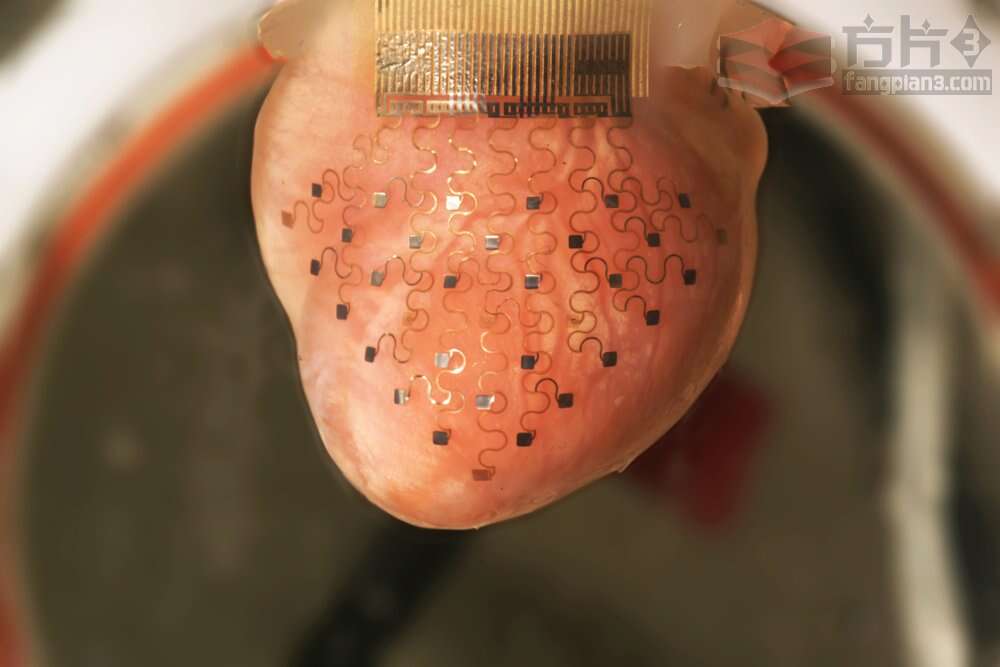 多功能的3D打印心脏薄膜 - 3D打印资讯 - 魔猴网